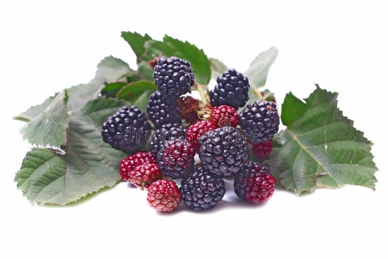 Mora fotografia stock. Immagine di giardino, isolato - 10829786