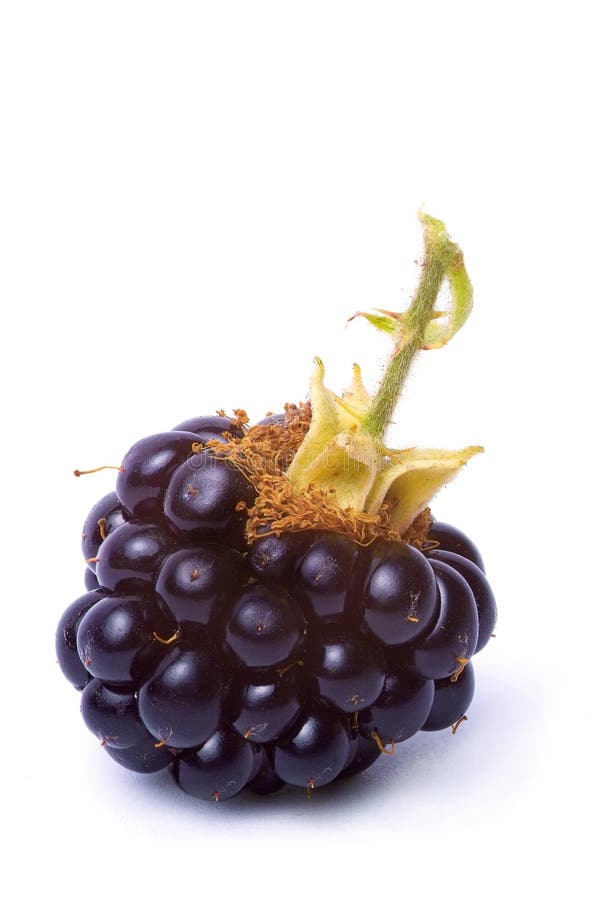 Mora immagine stock. Immagine di organizzatore, palma - 6635875