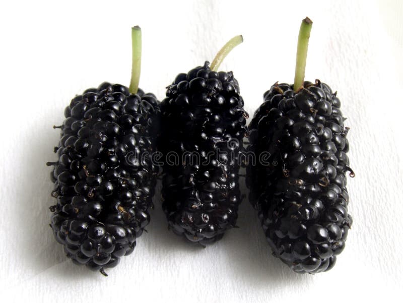 Mora imagen de archivo. Imagen de alimento, fibra, vitamina - 2933467