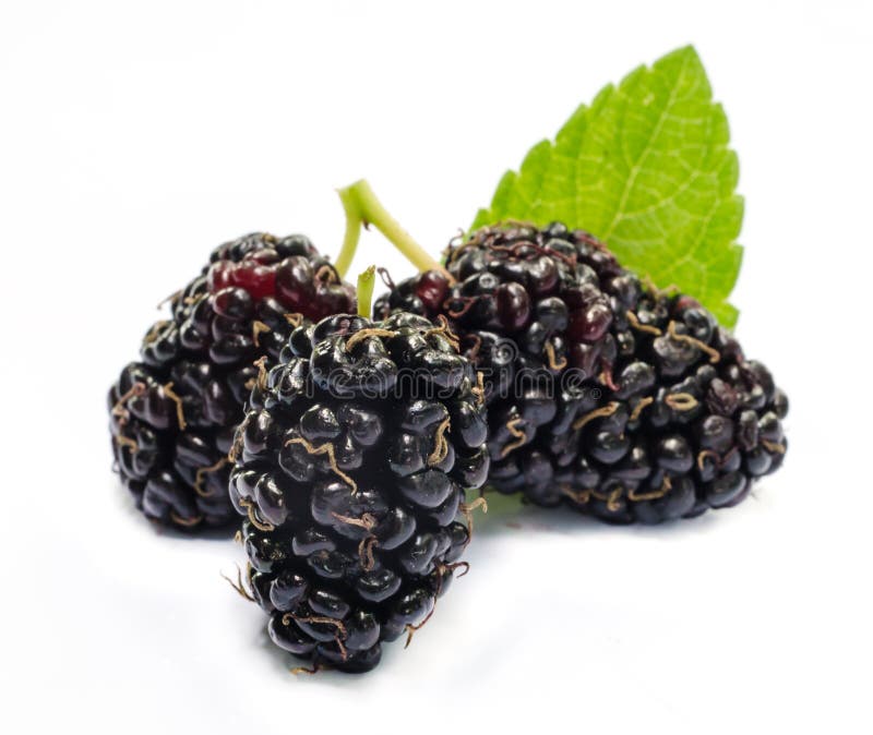 Mora imagen de archivo. Imagen de crudo, baya, frescura - 34512679