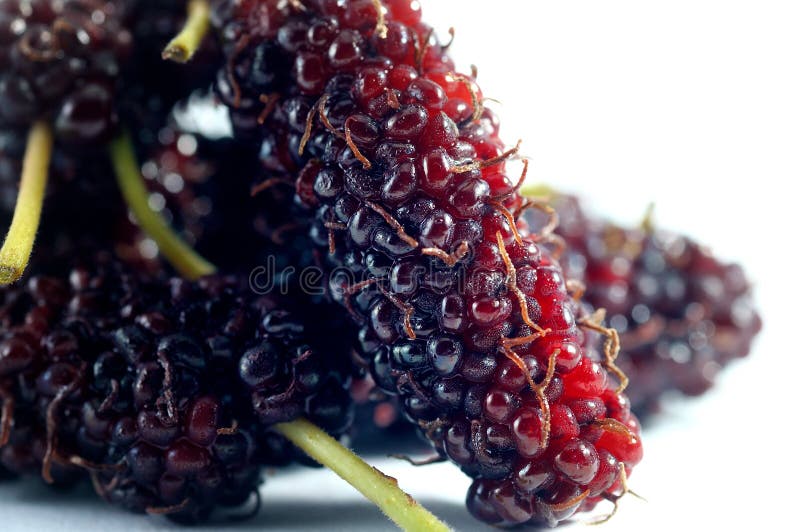 Mora imagen de archivo. Imagen de herbario, remedios - 29970713