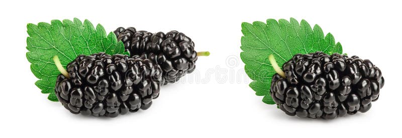 Mora Con Hoja Aislada En Fondo Blanco Imagen de archivo - Imagen de ...