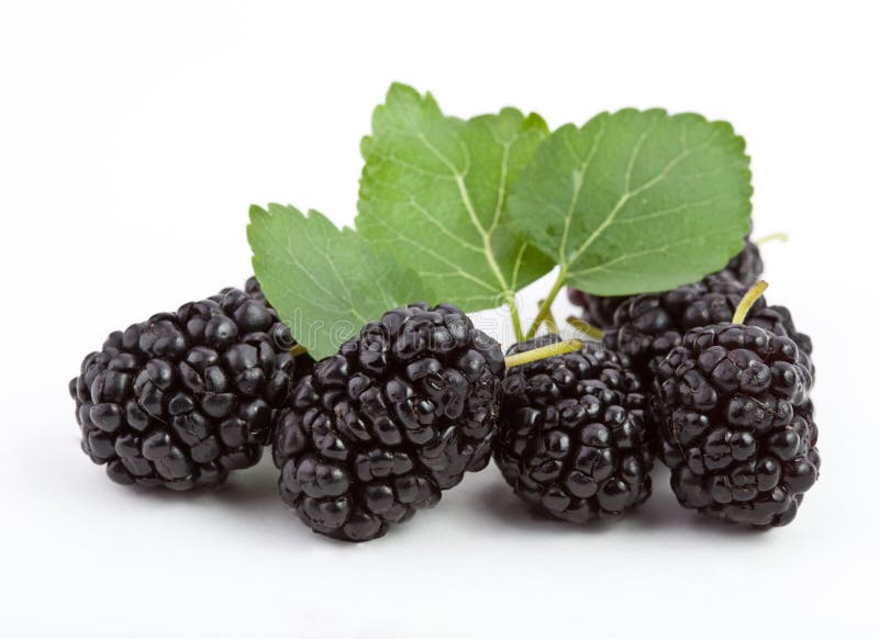 Mora en un fondo blanco foto de archivo. Imagen de belleza - 17364548