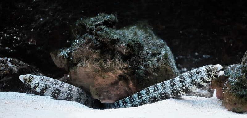 Moraine Fish Stock Photos - Free & Royalty-Free Stock Photos from ...