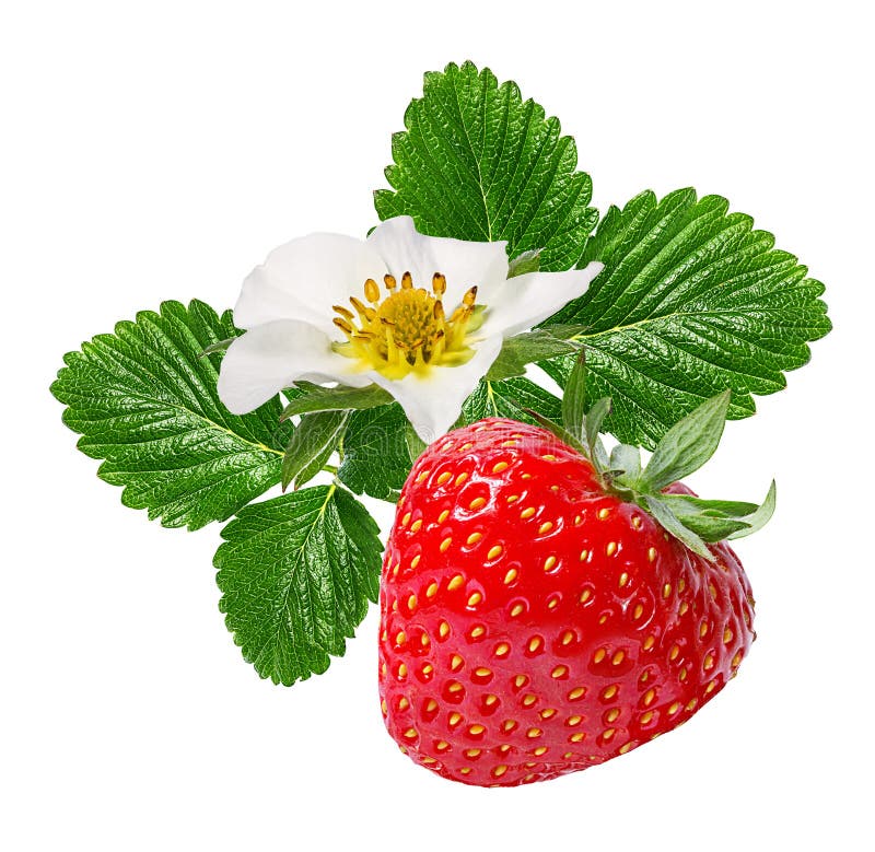 Morango E Flor Da Morango Isolada No Branco Imagem de Stock - Imagem de ...