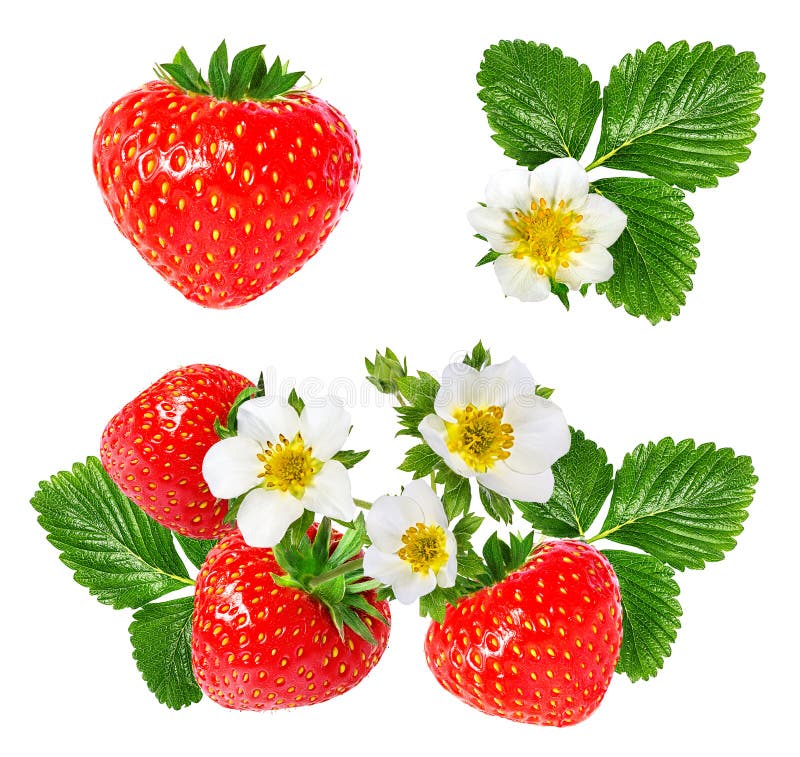 Morango E Flor Da Morango Isolada No Branco Imagem de Stock - Imagem de ...