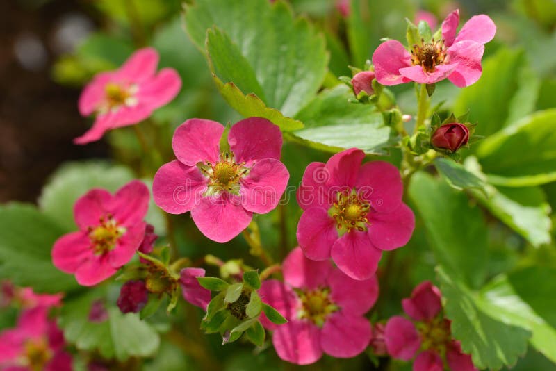 Planta De Morango Com Flores Cor-de-rosa Imagem de Stock - Imagem de ...