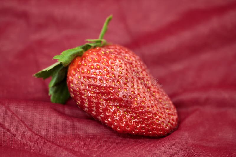 Morango Grande Do Mutante No Chantiliy Imagem de Stock - Imagem de ...