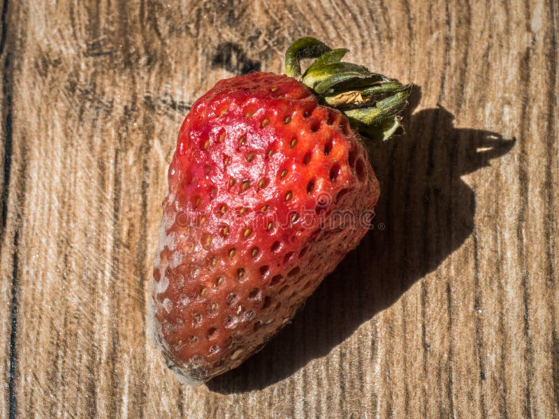 Morango podre imagem de stock. Imagem de bactéria, coma - 101462467