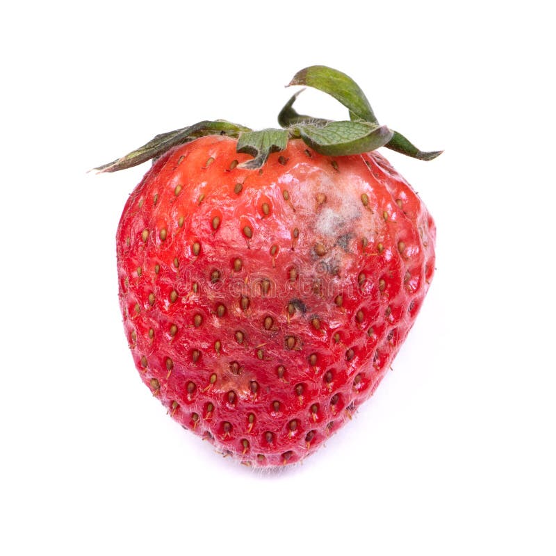 Morango podre imagem de stock. Imagem de bactéria, coma - 101462467