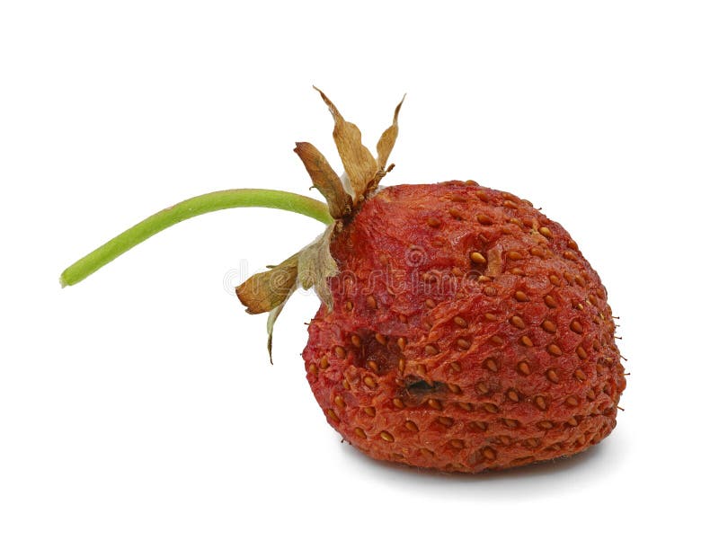 Morango podre foto de stock. Imagem de envenenamento - 43045808