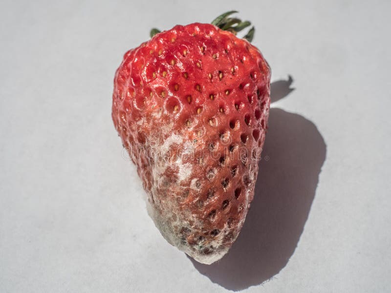 Morango podre isolado imagem de stock. Imagem de naughty - 181377597