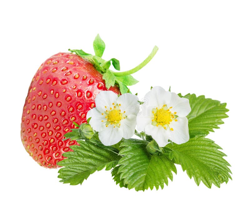 Morango Sobre O Fundo Branco Foto de Stock - Imagem de horticultura ...