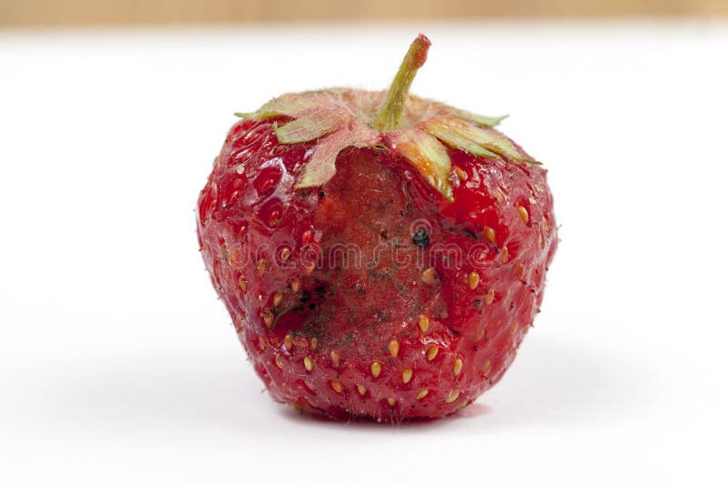 Morango podre imagem de stock. Imagem de bactéria, coma - 101462467