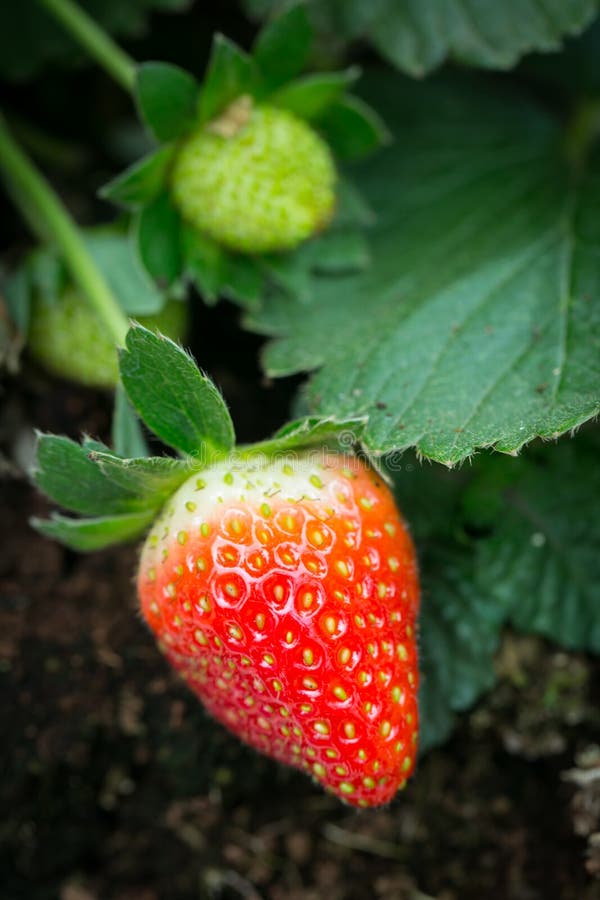 Morango Vermelho Em Planta De Morango Imagem de Stock - Imagem de fruta ...