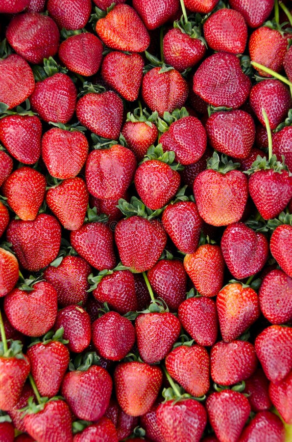 Morangos foto de stock. Imagem de morango, ambiente, amarelo - 26667818