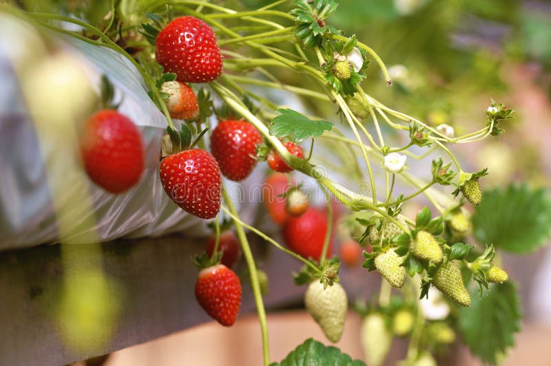 Plantação da morango imagem de stock. Imagem de maduro - 23577247
