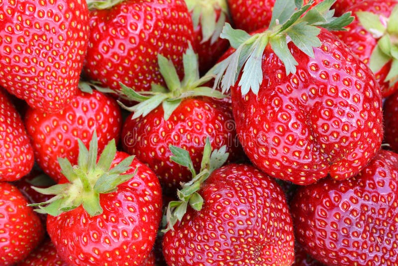 Duas Morangos Gigantes Na Mesa De Jantar Foto de Stock - Imagem de baga ...