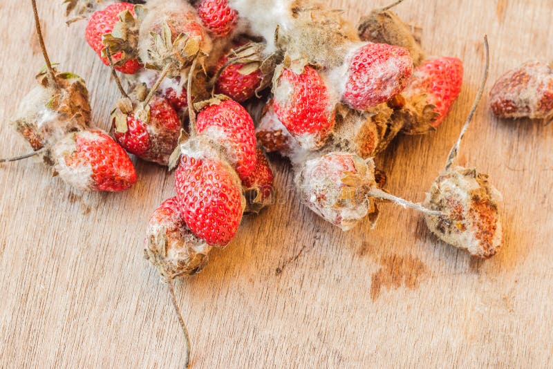 Tomates Estragados Podres Dos Vegetais Do Alimento Imagem de Stock ...
