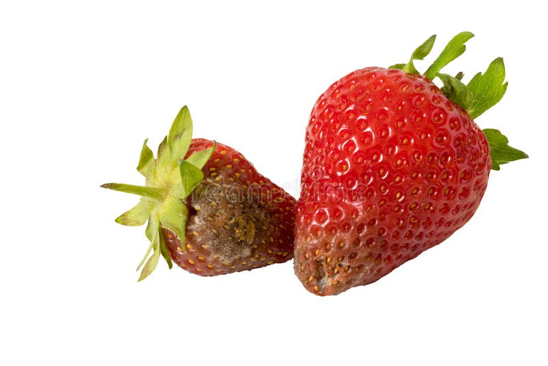 Morangos Podres Isoladas No Close Up Branco Do Fundo Foto de Stock ...
