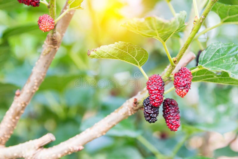Moras rojas en el árbol foto de archivo. Imagen de agricultura - 78422078