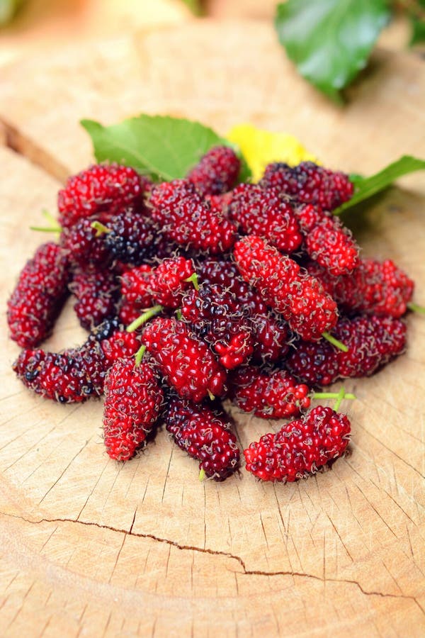 Moras rojas frescas imagen de archivo. Imagen de jugoso - 74629061