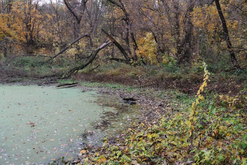 Autumn Morass stock image. Image of backwoods, nature - 53440173