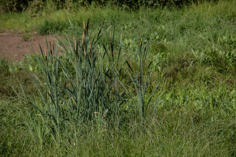 Morass with reed grass stock image. Image of landscape - 192976845