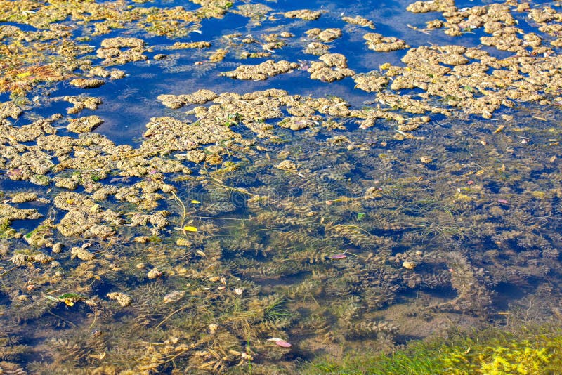 Morass Surface stock image. Image of moor, quagmire - 189316203