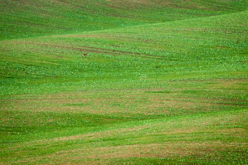 Moravian fields. stock image. Image of meadow, rolling - 81025289