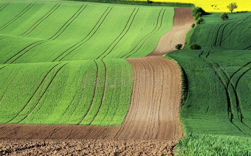 Moravian Fields stock photo. Image of meadow, flower - 53832326