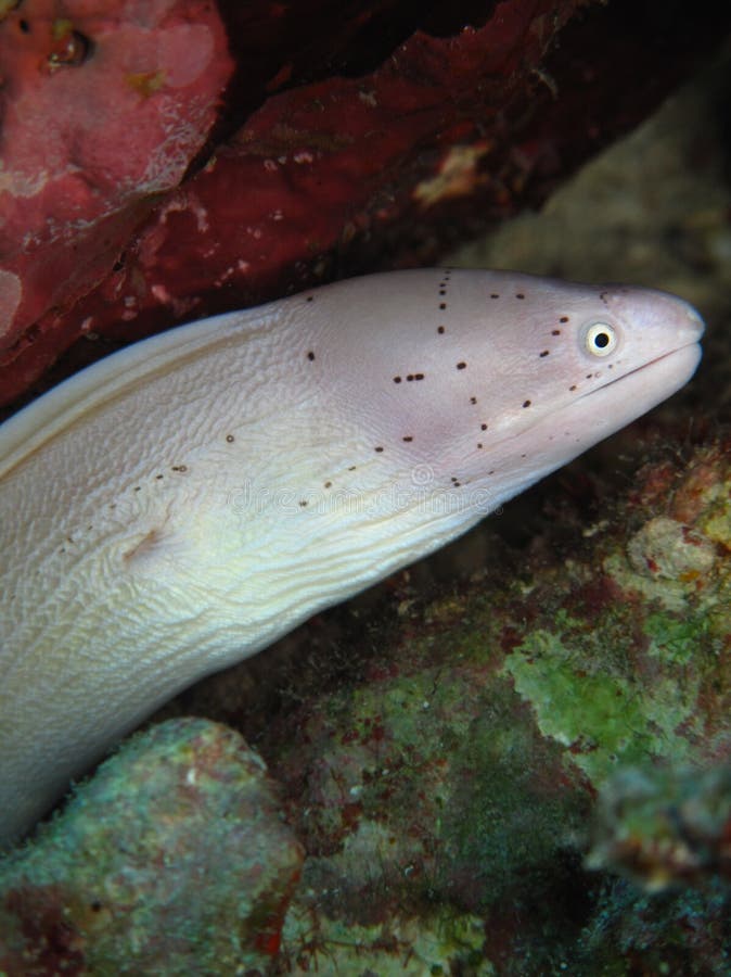 Moray stock photo. Image of marine, scuba, reef, nature - 10410276