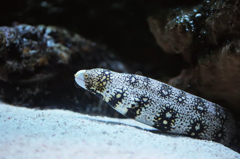Snowflake Moray Eel stock photo. Image of camouflage - 26886548
