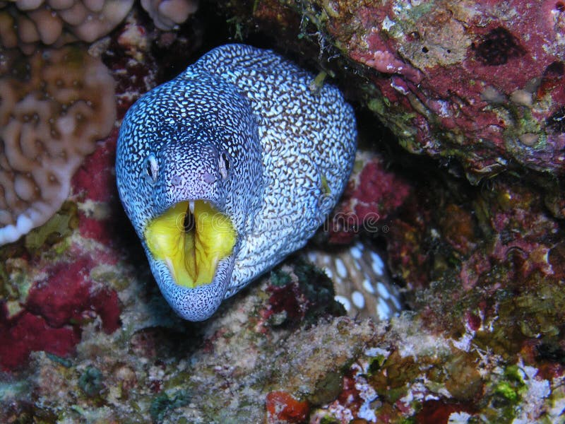 Moray eel stock photo. Image of blue, rocky, undersea - 11790666