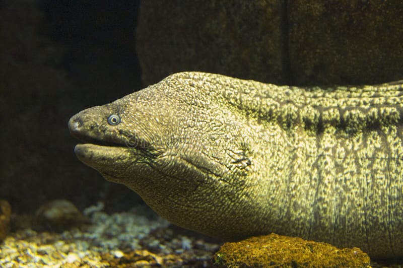 Moray eel stock image. Image of unagi, reef, marine, ocean - 13128771