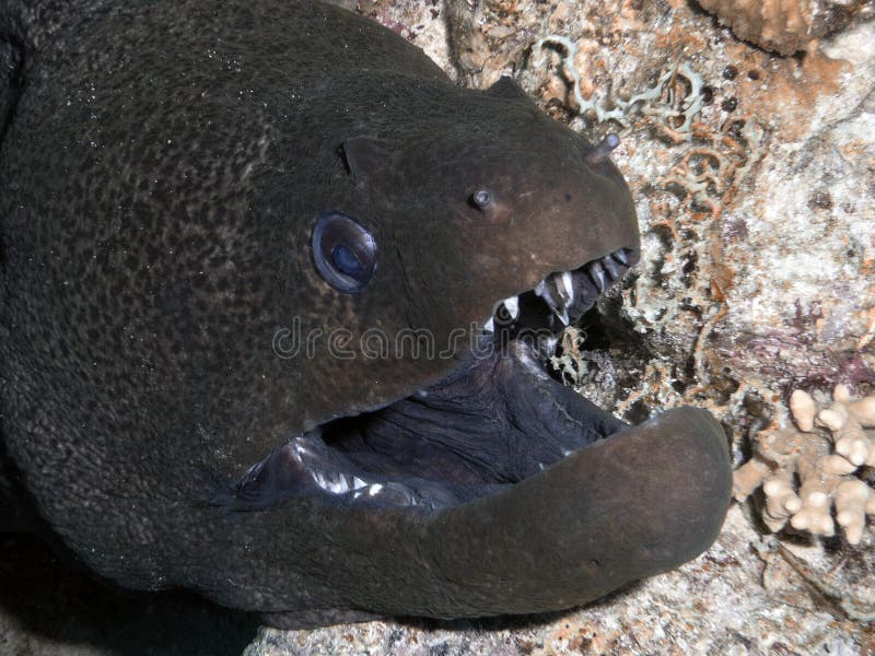 Moray Eel Jaws Stock Photos - Free & Royalty-Free Stock Photos from ...