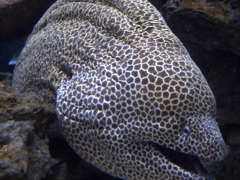 Moray eel stock photo. Image of moray, eels, muraenidae - 59920680