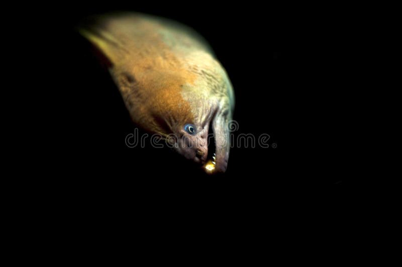 Moray eel stock photo. Image of danger, moray, poisonous - 15468210