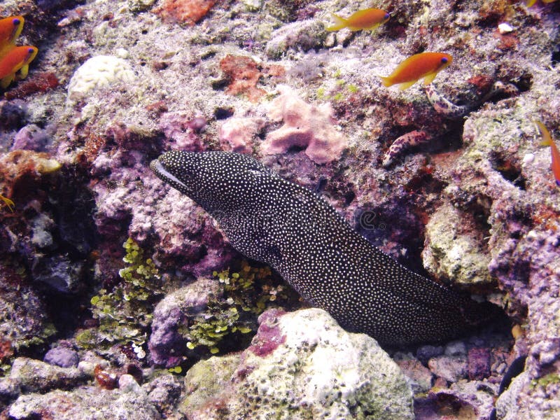 Eel swallowing octopus stock photo. Image of marine, undulated - 14496150