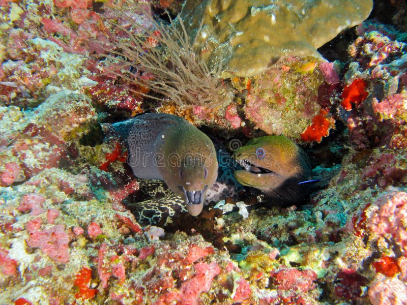 Moray Eel stock photo. Image of live, dive, maldive, moray - 22194804