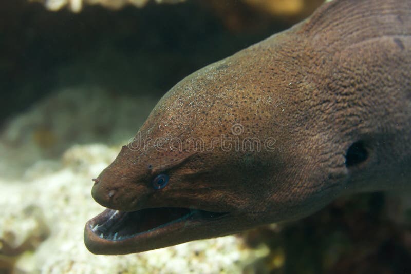 Moray eel stock image. Image of aquatic, dragon, unterwasser - 22665541