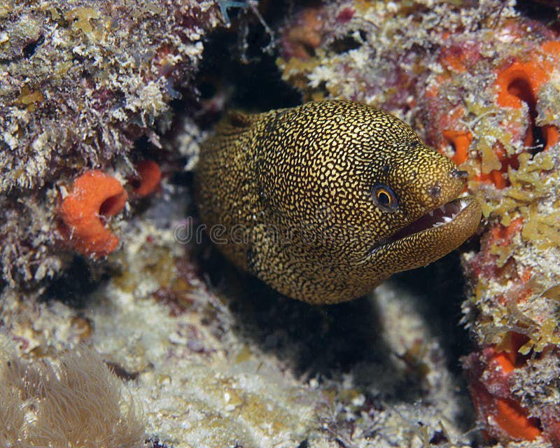 Golden Moray Eel,utila, Honduras Underwater Snake Stock Image - Image ...