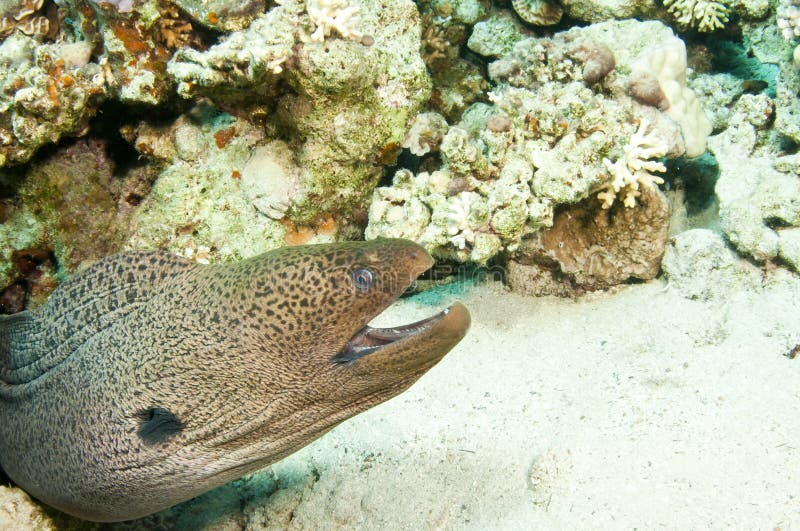 Moray eel stock image. Image of water, dive, coral, fish - 24556645
