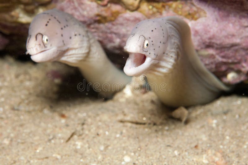Moray Eel stock image. Image of fins, water, fish, blue - 24559089