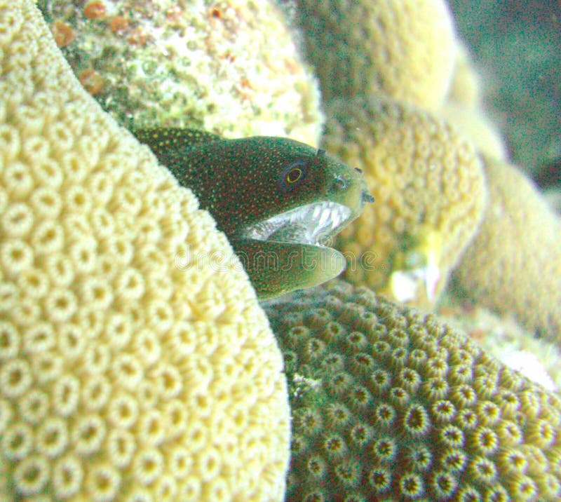 Golden Tail Moray Eel stock photo. Image of reef, spotted - 11096310