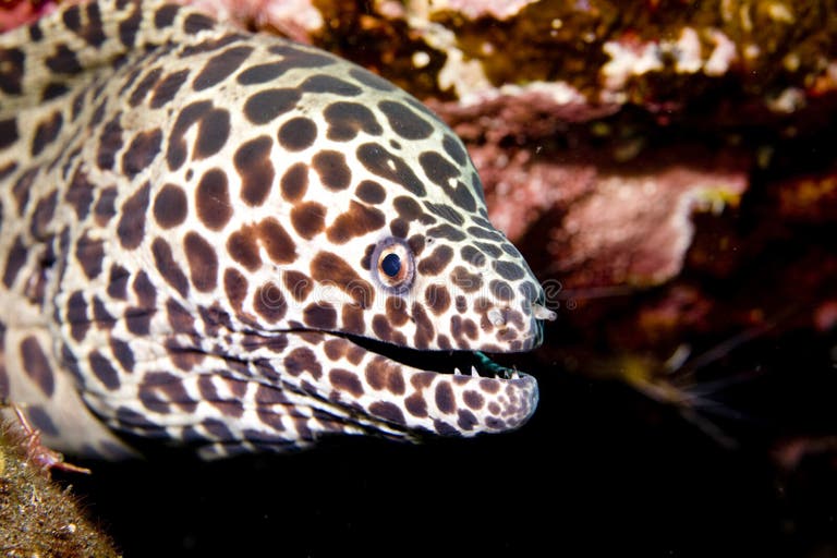 258 Leopard Moray Eel Stock Photos - Free & Royalty-Free Stock Photos ...