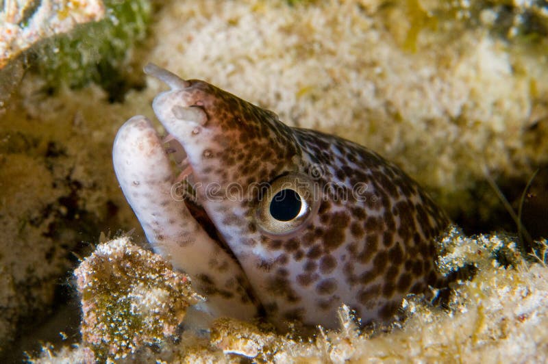 Morey Eel-Gymnothorax Kidako Stock Photo - Image of fish, marine: 38375180