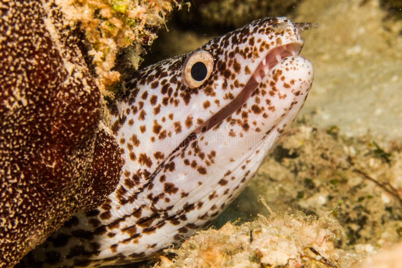 Moray Eel, Caribbean Reefs. Stock Photo - Image of green, marine: 31686600