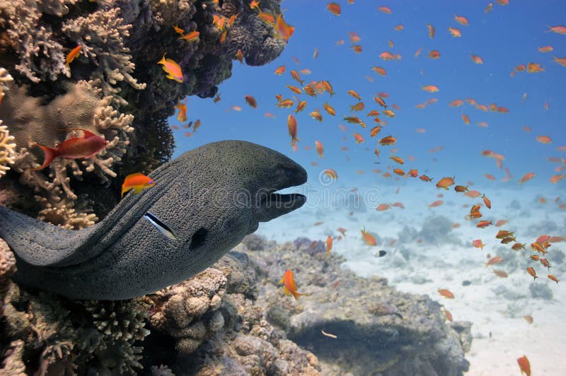 Moray Eel in the Cave of the Coral Reef Stock Image - Image of fins ...
