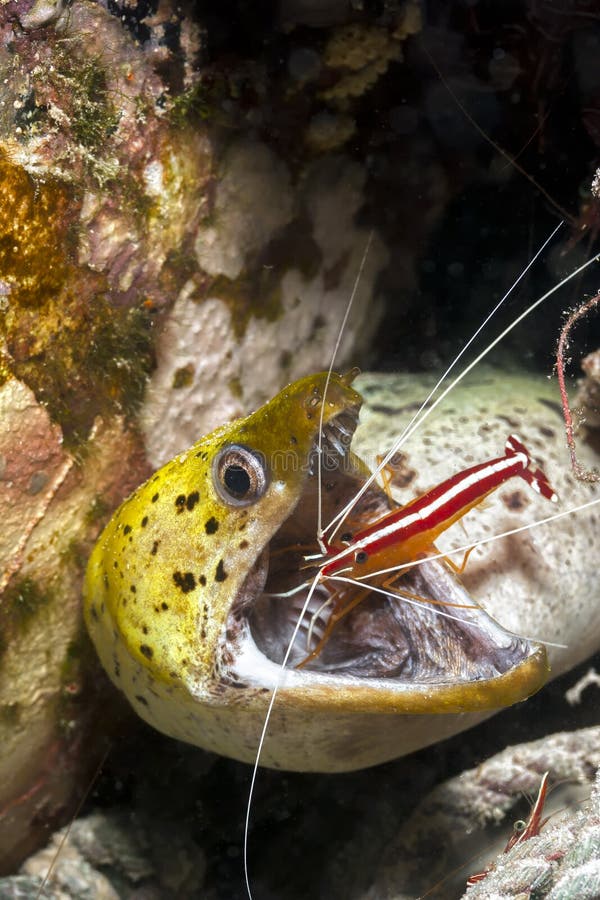 Moray Eel and Cleaner Shrimp Stock Photo - Image of interaction, diver ... Moray Eel and Cleaner Shrimp Stock Photo - Image of interaction, diver ...